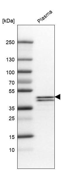 Mouse Monoclonal Anti-APOL1 Antibody - Buy for research - Highly specific, rigorously validated ...