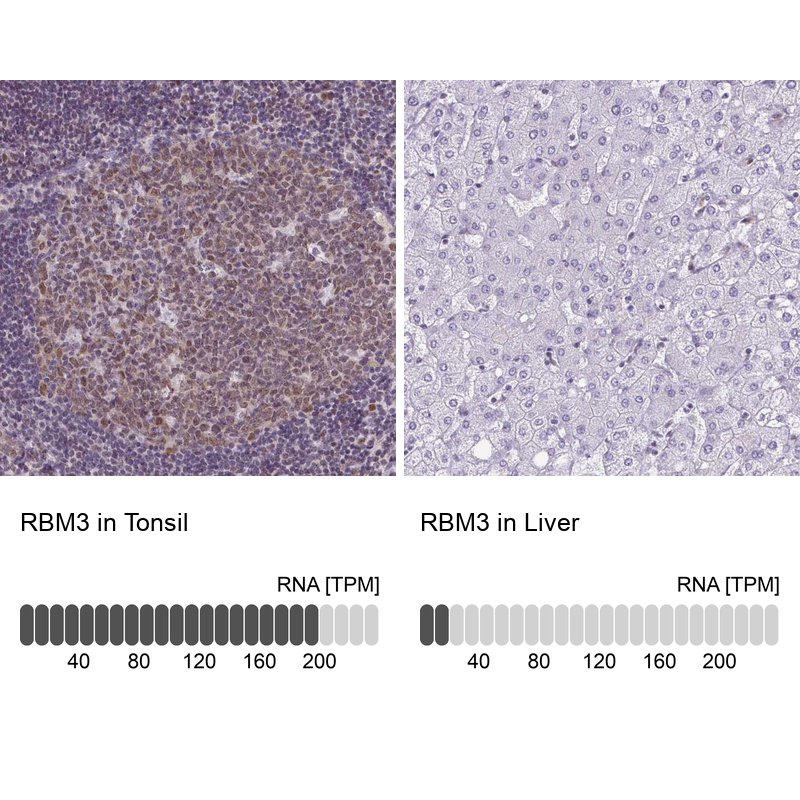 Anti-RBM3 Monoclonal Atlas Antibody