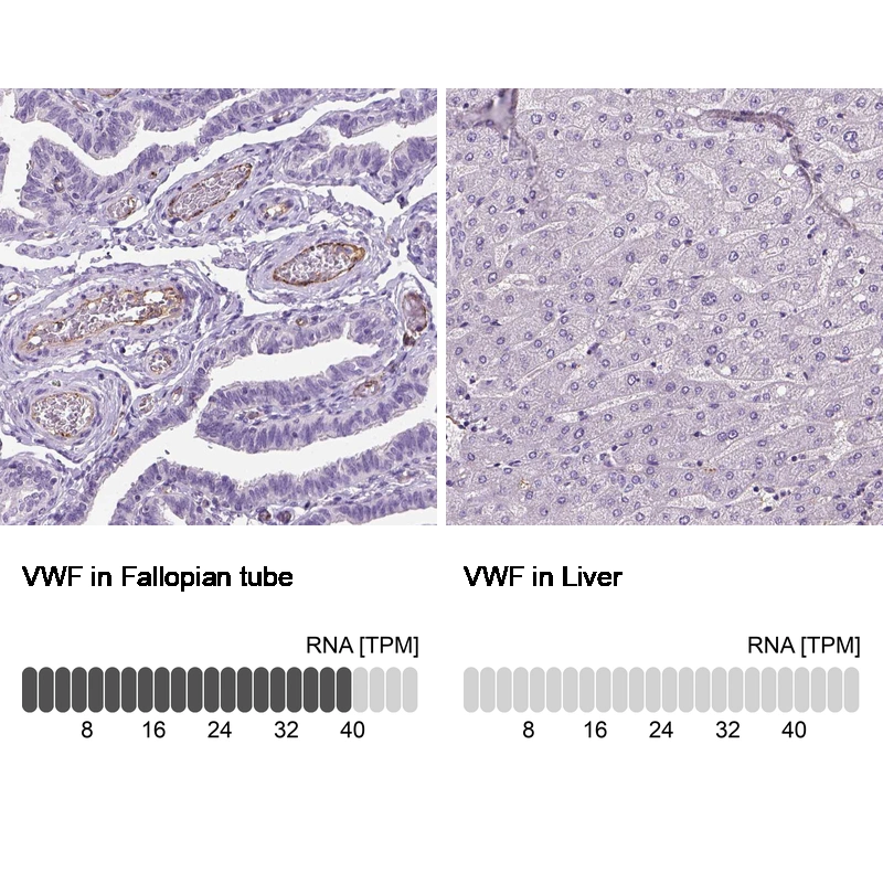 Anti-VWF Monoclonal Atlas Antibody