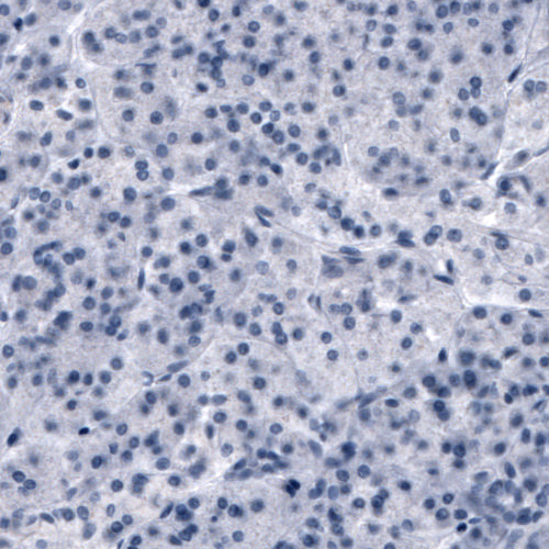 Mouse Monoclonal Anti-SLCO1B3 Antibody - Buy for research - Highly specific, rigorously ...