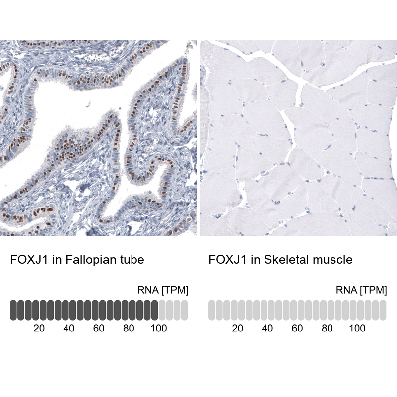 Anti-FOXJ1 Monoclonal Atlas Antibody