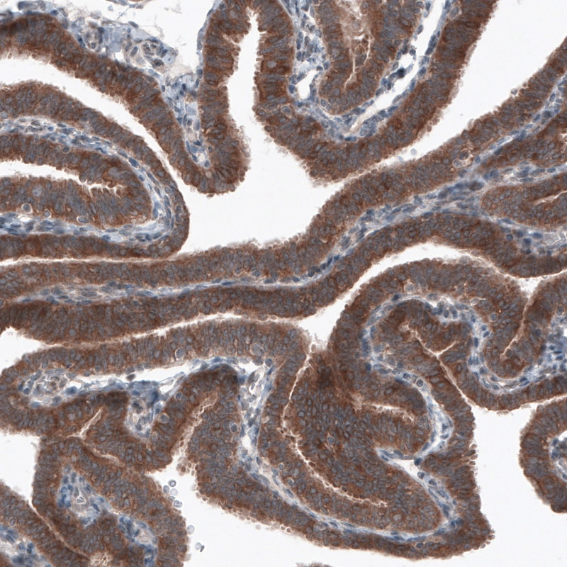 Anti-BRAF Monoclonal Atlas Antibody