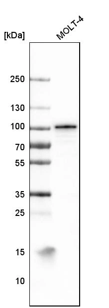 Anti-BRAF Monoclonal Atlas Antibody