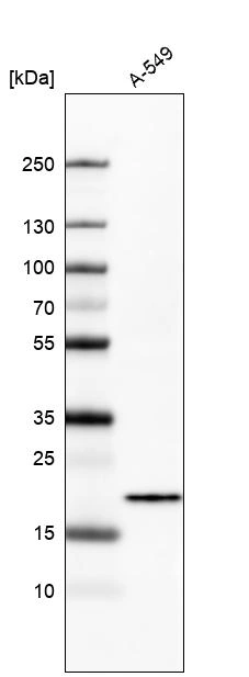 Anti-BAX Monoclonal Atlas Antibody