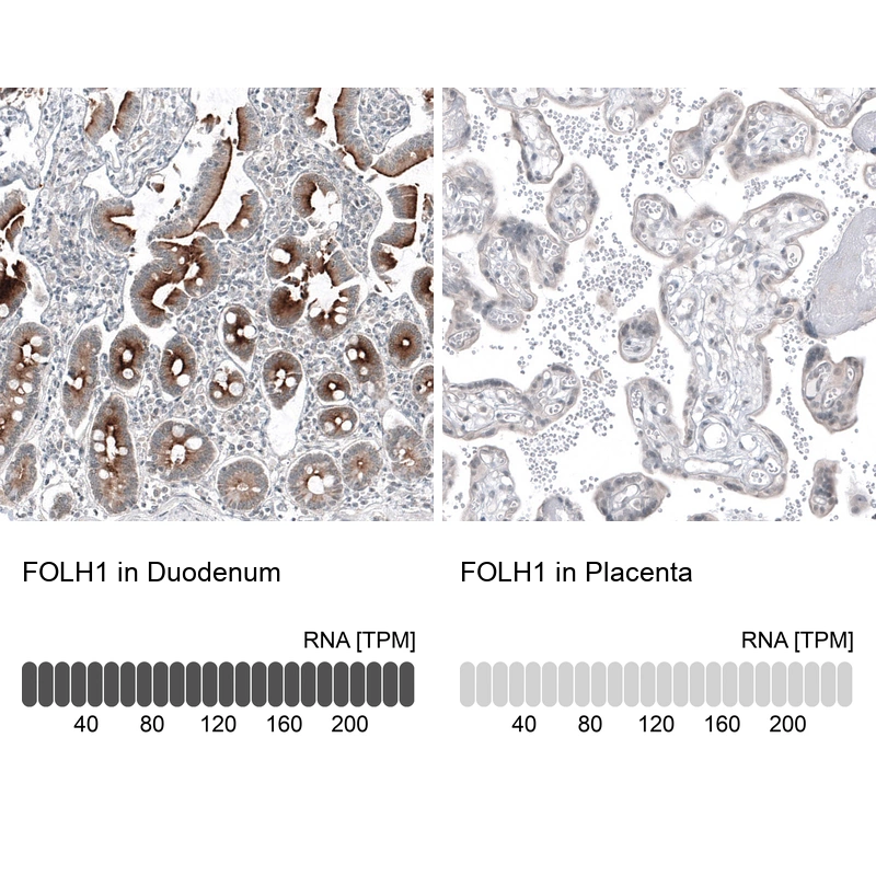 Anti-FOLH1 Monoclonal Atlas Antibody