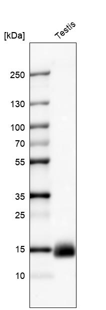 Mouse Monoclonal Anti-CTAG1B Antibody - Buy for research - Highly specific, rigorously validated ...