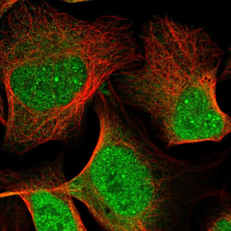 Anti-APOL2 Human Protein Atlas Antibody