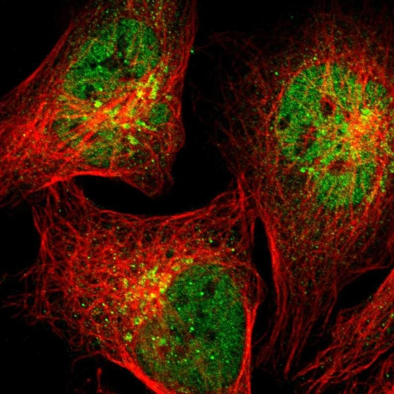 Anti-STX5 Human Protein Atlas Antibody