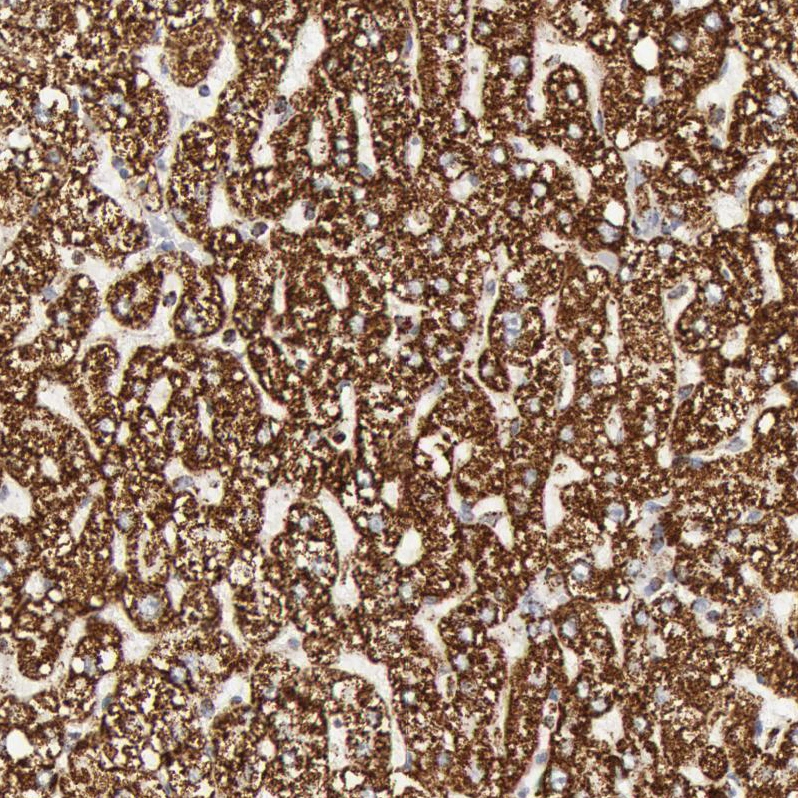Anti-ATP5B Human Protein Atlas Antibody