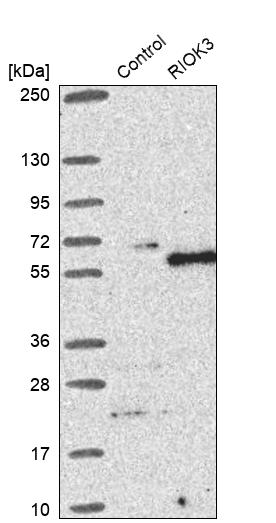Rabbit Polyclonal Anti-RIOK3 Antibody - Buy for research - Highly ...