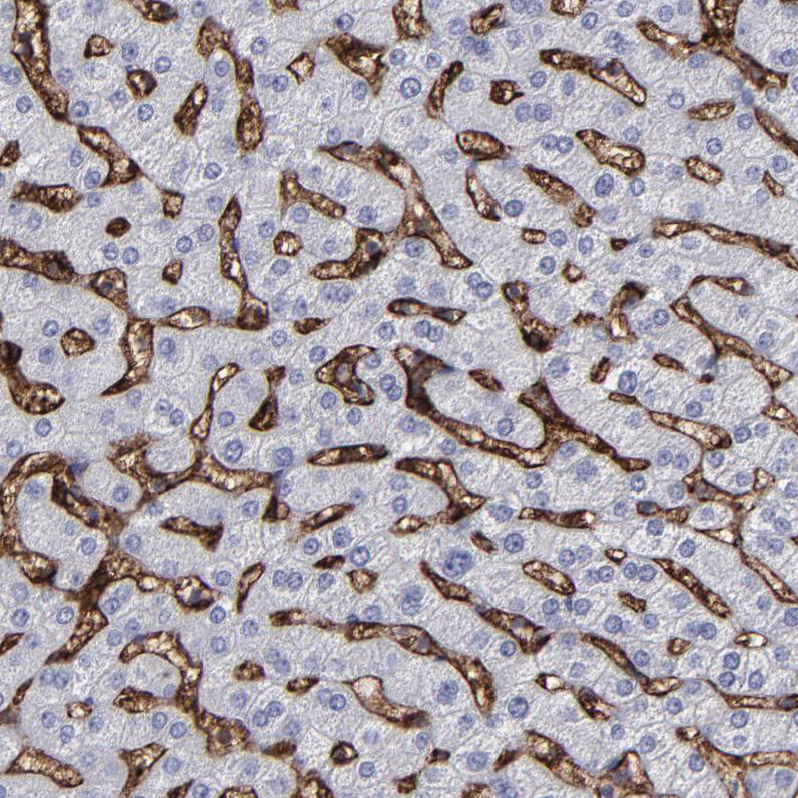 Anti-CD36 Human Protein Atlas Antibody
