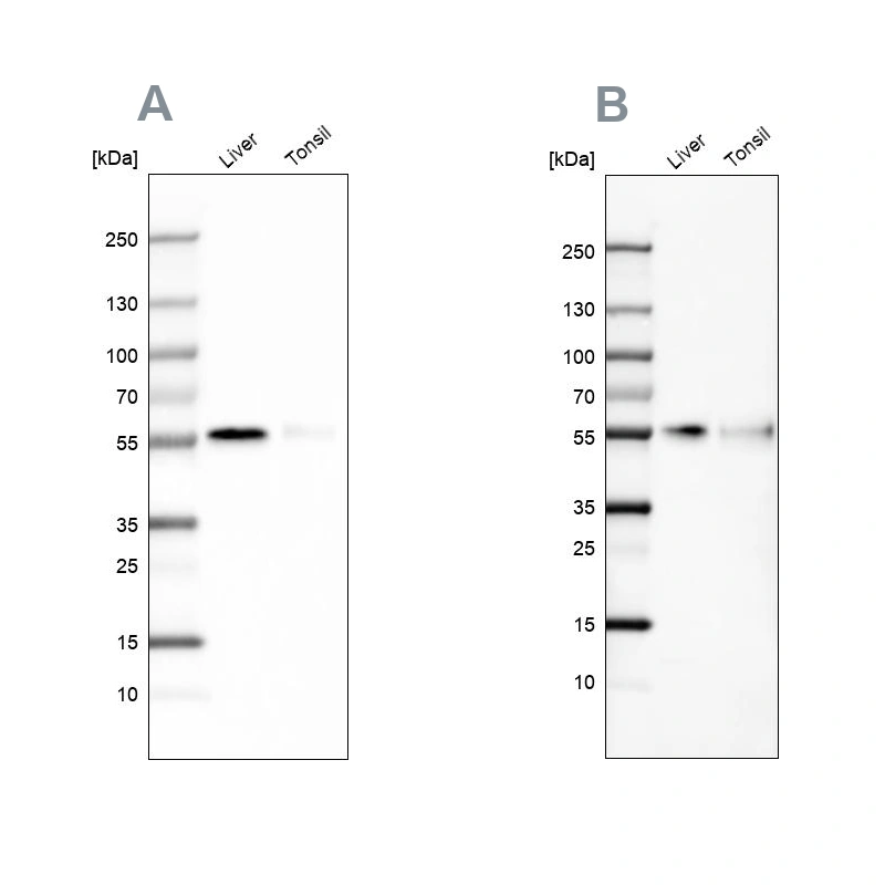 Anti-CD14 Human Protein Atlas Antibody