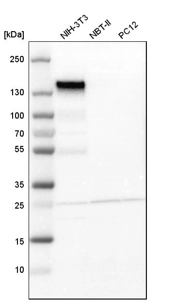 Anti-ITGA5 Human Protein Atlas Antibody