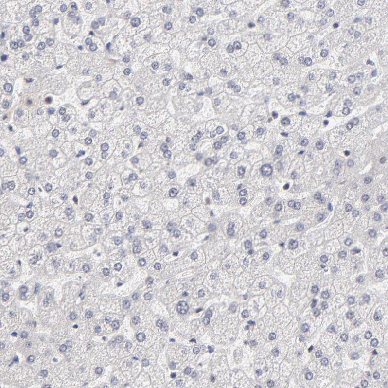 Rabbit Polyclonal Anti-DSN1 Antibody - Buy for research - Highly ...