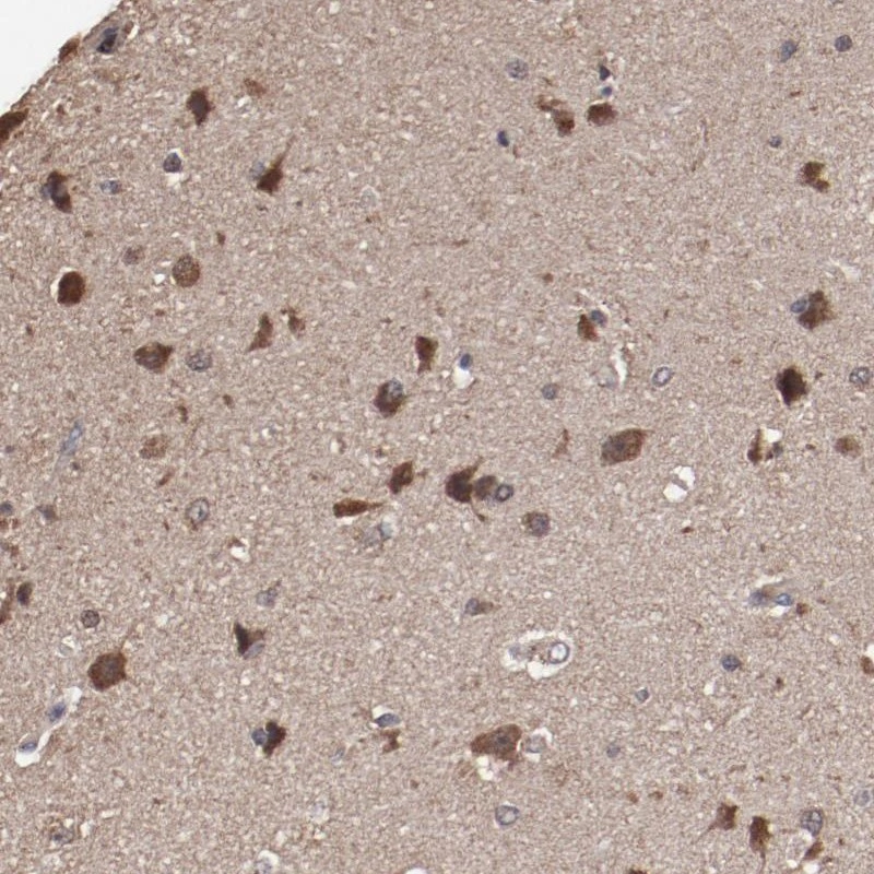 Anti-TENM1 Human Protein Atlas Antibody