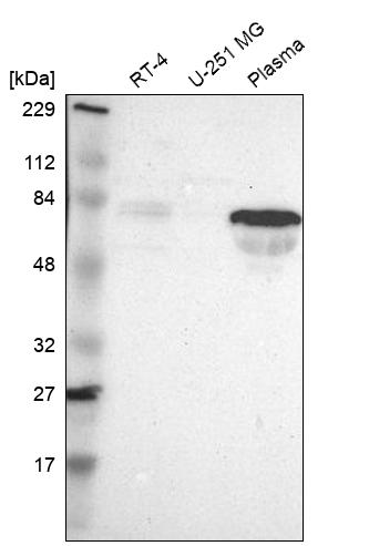 Rabbit Polyclonal Anti-FAM117B Antibody - Buy for research - Highly specific, rigorously ...