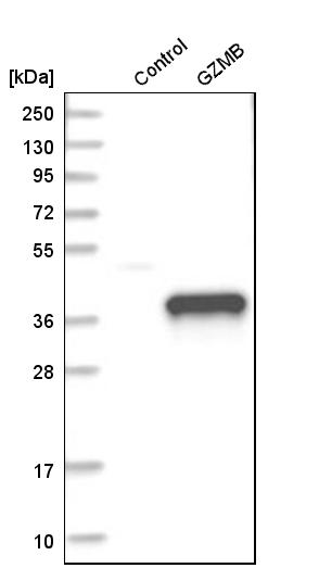 Anti-GZMB Human Protein Atlas Antibody