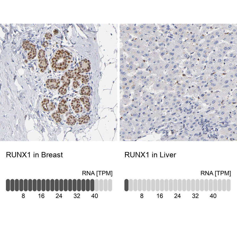 Anti-RUNX1 Human Protein Atlas Antibody