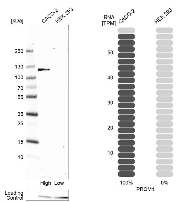 Anti-PROM1 Human Protein Atlas Antibody
