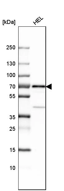 Anti-SH2B3 Human Protein Atlas Antibody