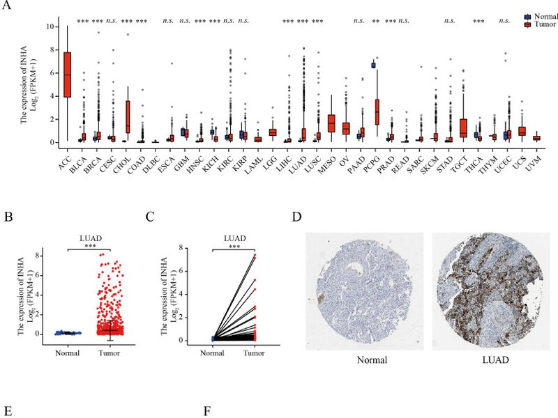 Usage of the Human Protein Atlas (HPA) database to examine INHA protein ...