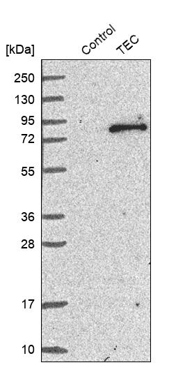 Rabbit Polyclonal Anti-TEC Antibody - Buy for research - Highly specific, rigorously validated ...