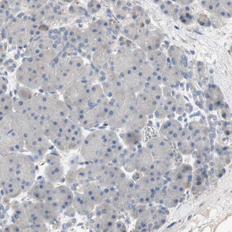 Rabbit Polyclonal Anti-ALPL Antibody - Buy for research - Highly ...