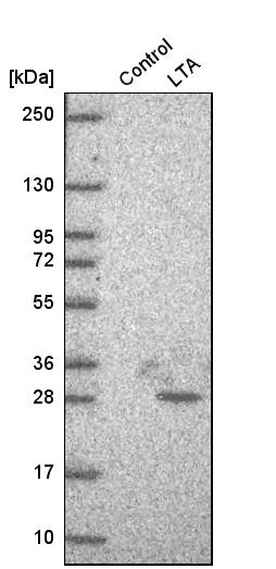 Anti-LTA Human Protein Atlas Antibody