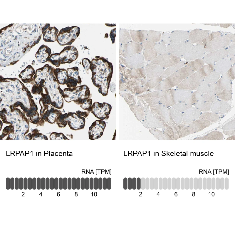 Anti-LRPAP1 Human Protein Atlas Antibody