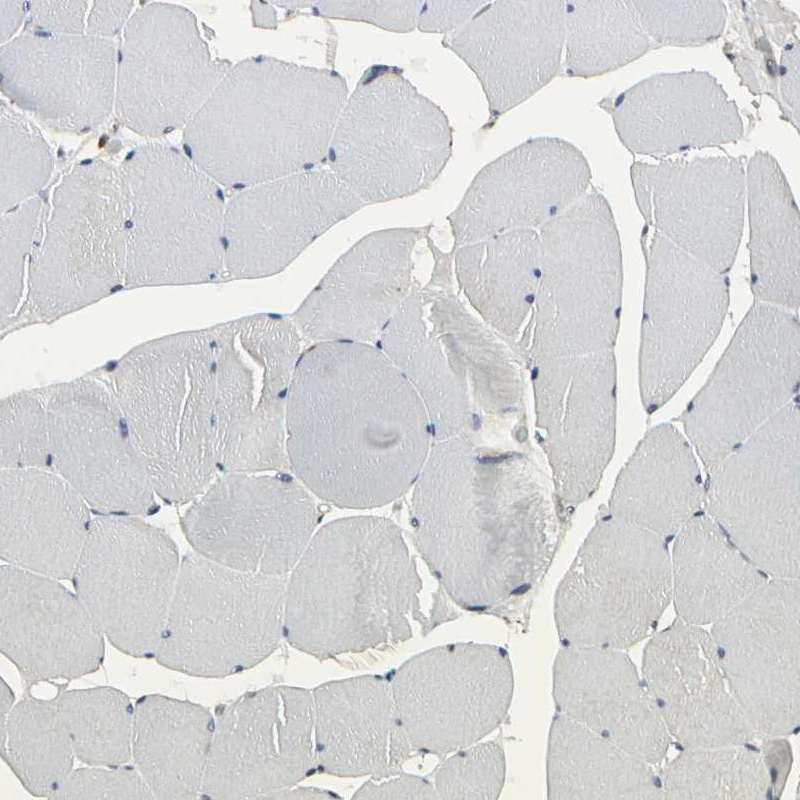 Anti-NAPG Human Protein Atlas Antibody