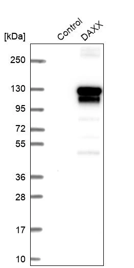 Anti-DAXX Human Protein Atlas Antibody