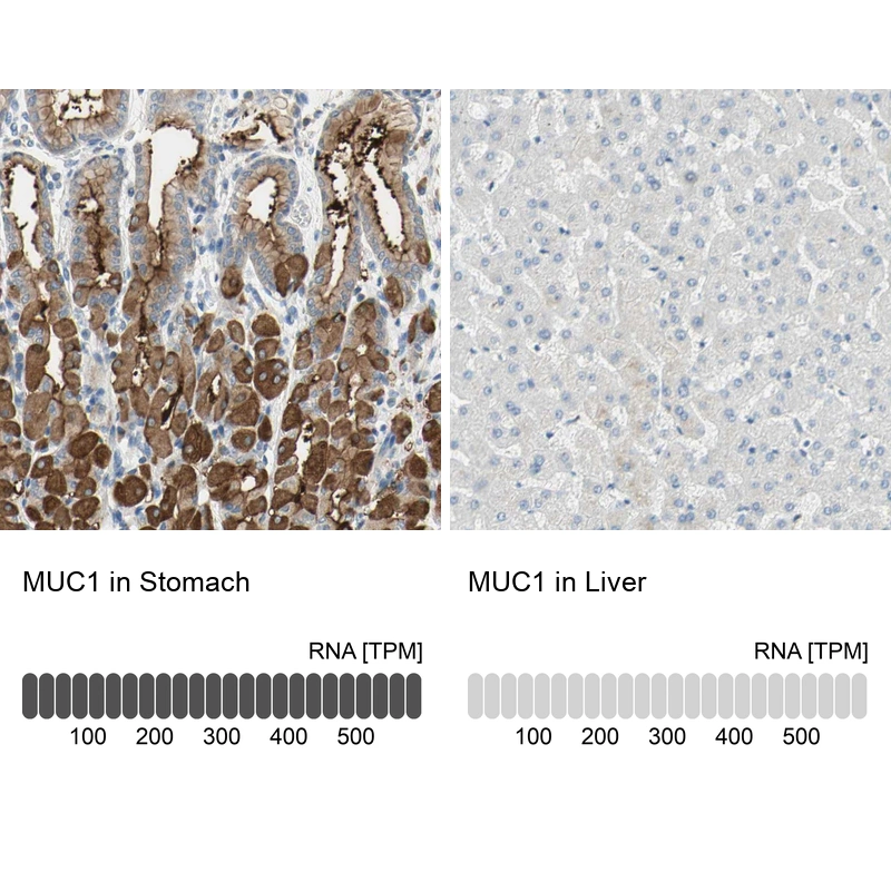 Anti-MUC1 Human Protein Atlas Antibody