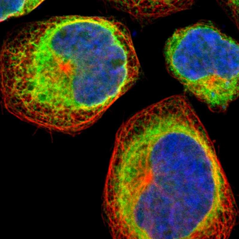 Anti-CANX Human Protein Atlas Antibody