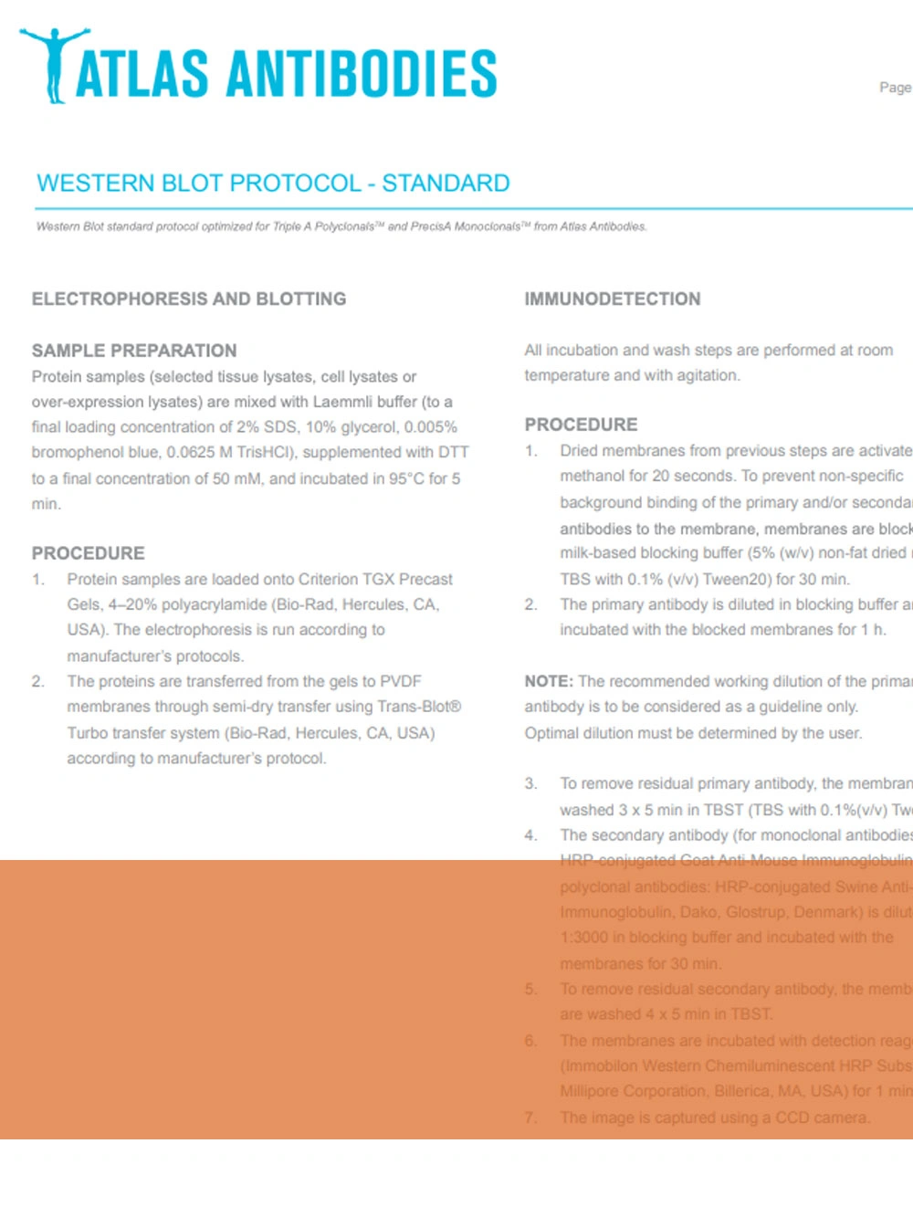 Western Blot Standard Protocol Atlas Antibodies