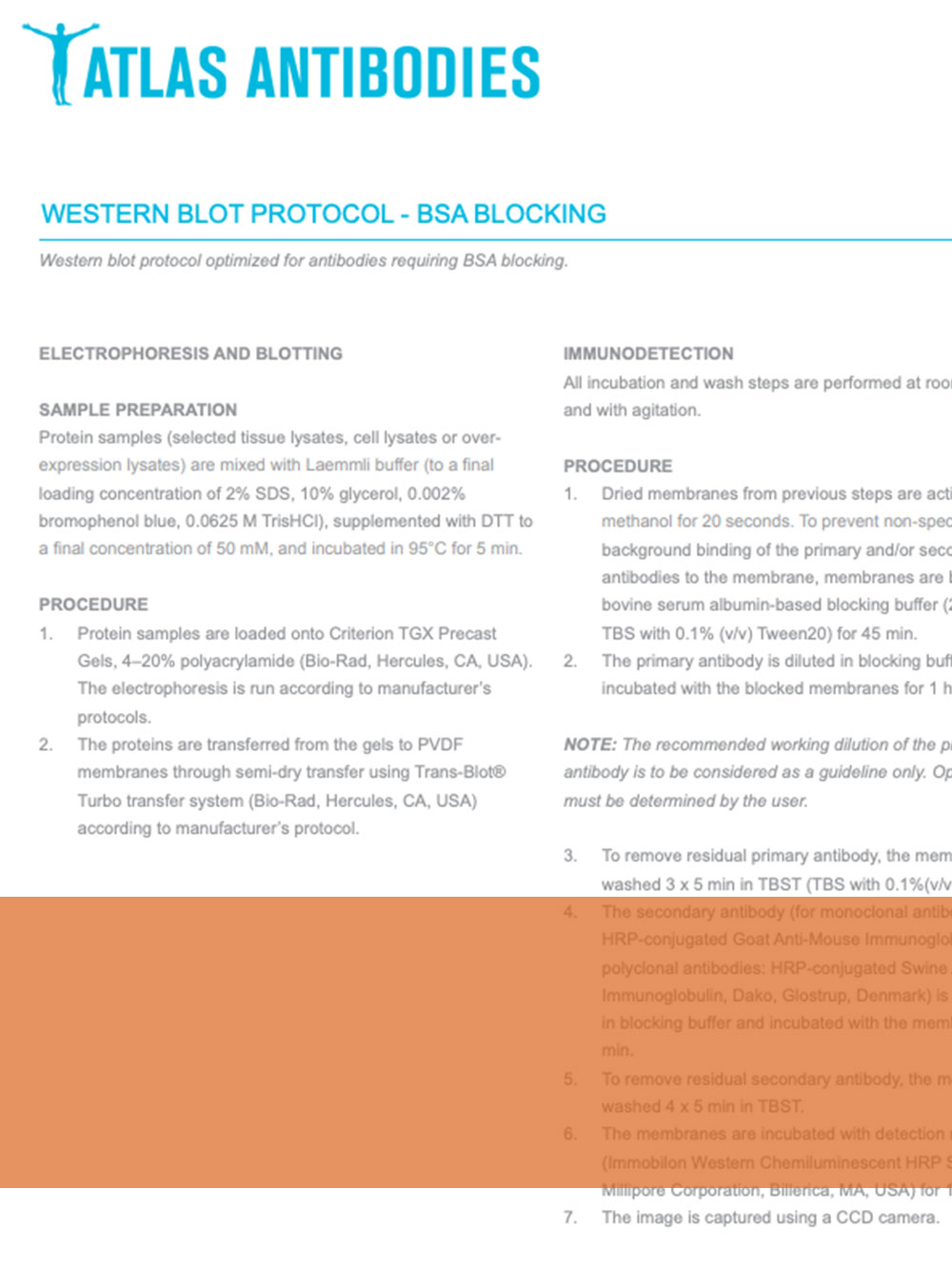 Western Blot Protocol - BSA Blocking Atlas Antibodies