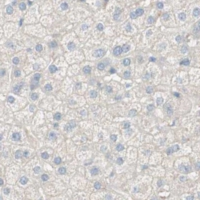 Anti-MANEA Human Protein Atlas Antibody