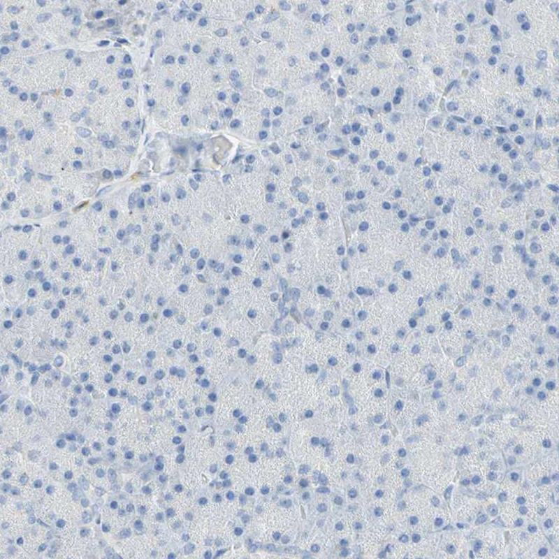 Anti-B4GALNT3 Human Protein Atlas Antibody
