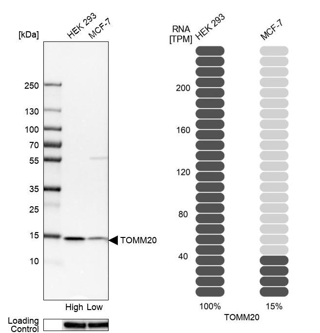 Anti-TOMM20 Human Protein Atlas Antibody