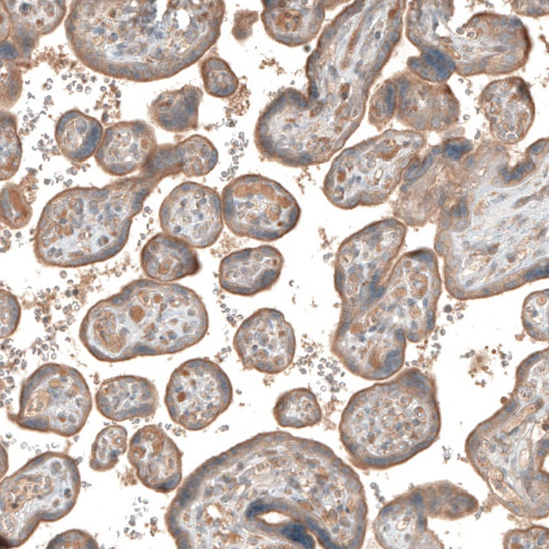 Anti-CSF1R Human Protein Atlas Antibody