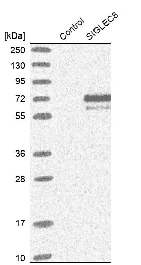 Anti-SIGLEC8 Human Protein Atlas Antibody