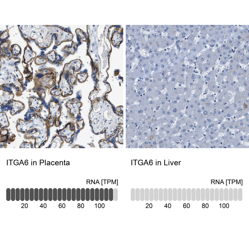 Anti-ITGA6 Human Protein Atlas Antibody