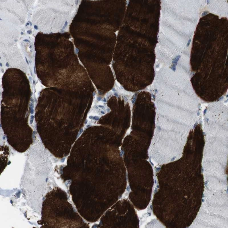 Anti-CHRM5 Human Protein Atlas Antibody