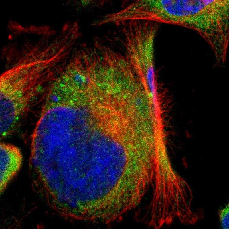 Anti-CLCC1 Human Protein Atlas Antibody