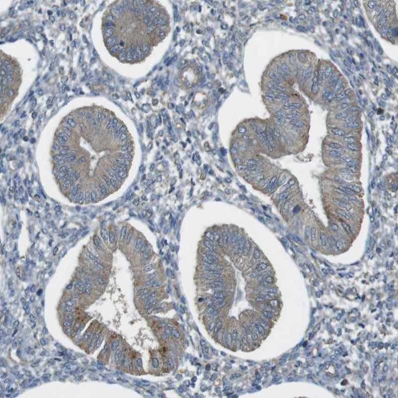 Anti-ZDHHC20 Human Protein Atlas Antibody