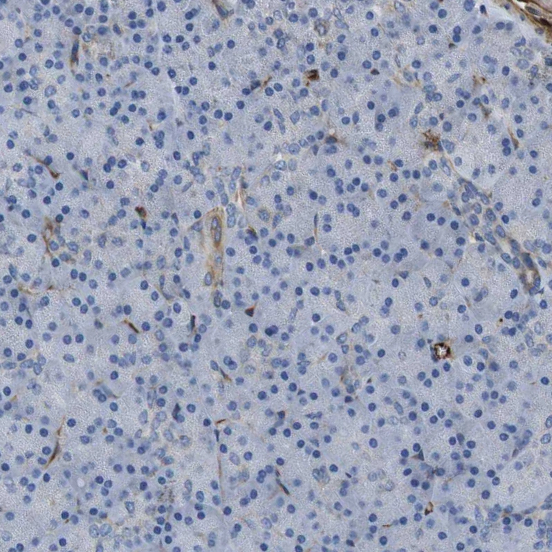 Anti-EMP2 Human Protein Atlas Antibody