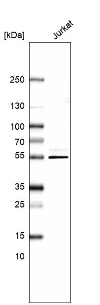 Anti-CD46 Human Protein Atlas Antibody