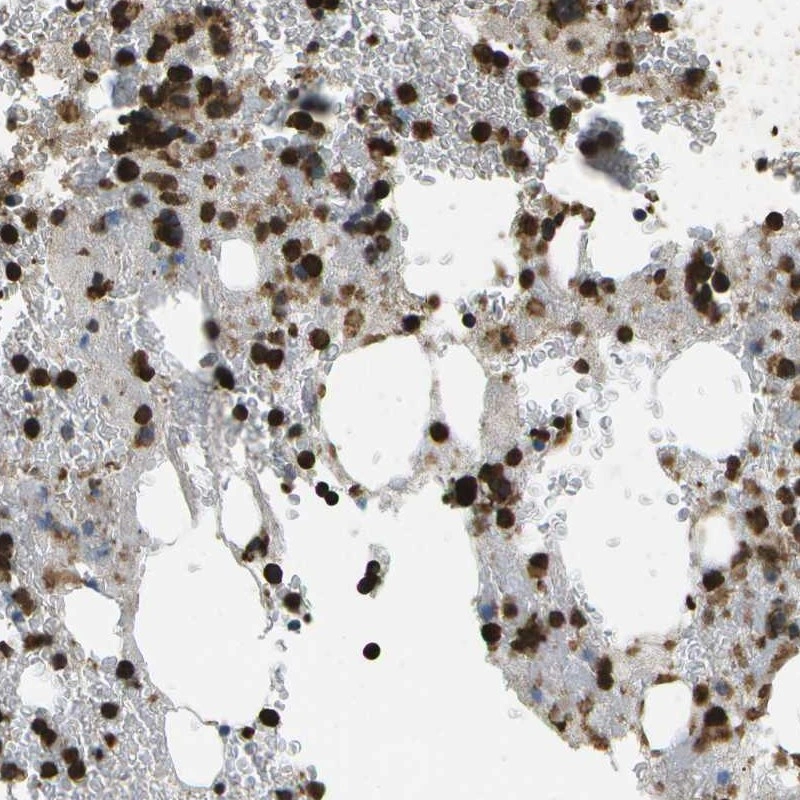 Anti-CACHD1 Human Protein Atlas Antibody