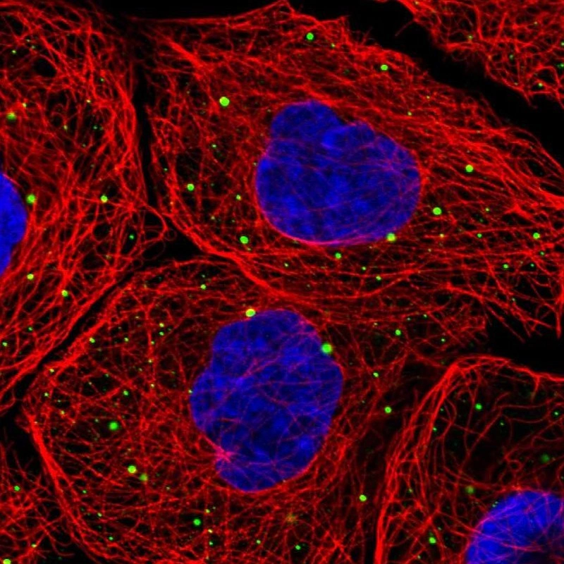 Anti-LSM14A Human Protein Atlas Antibody