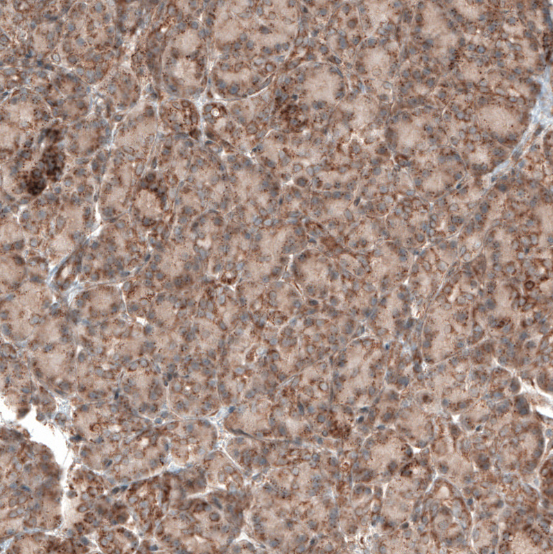 Rabbit Polyclonal Anti-PER3 Antibody - Buy for research - Highly ...