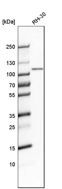 Anti-GEN1 Human Protein Atlas Antibody